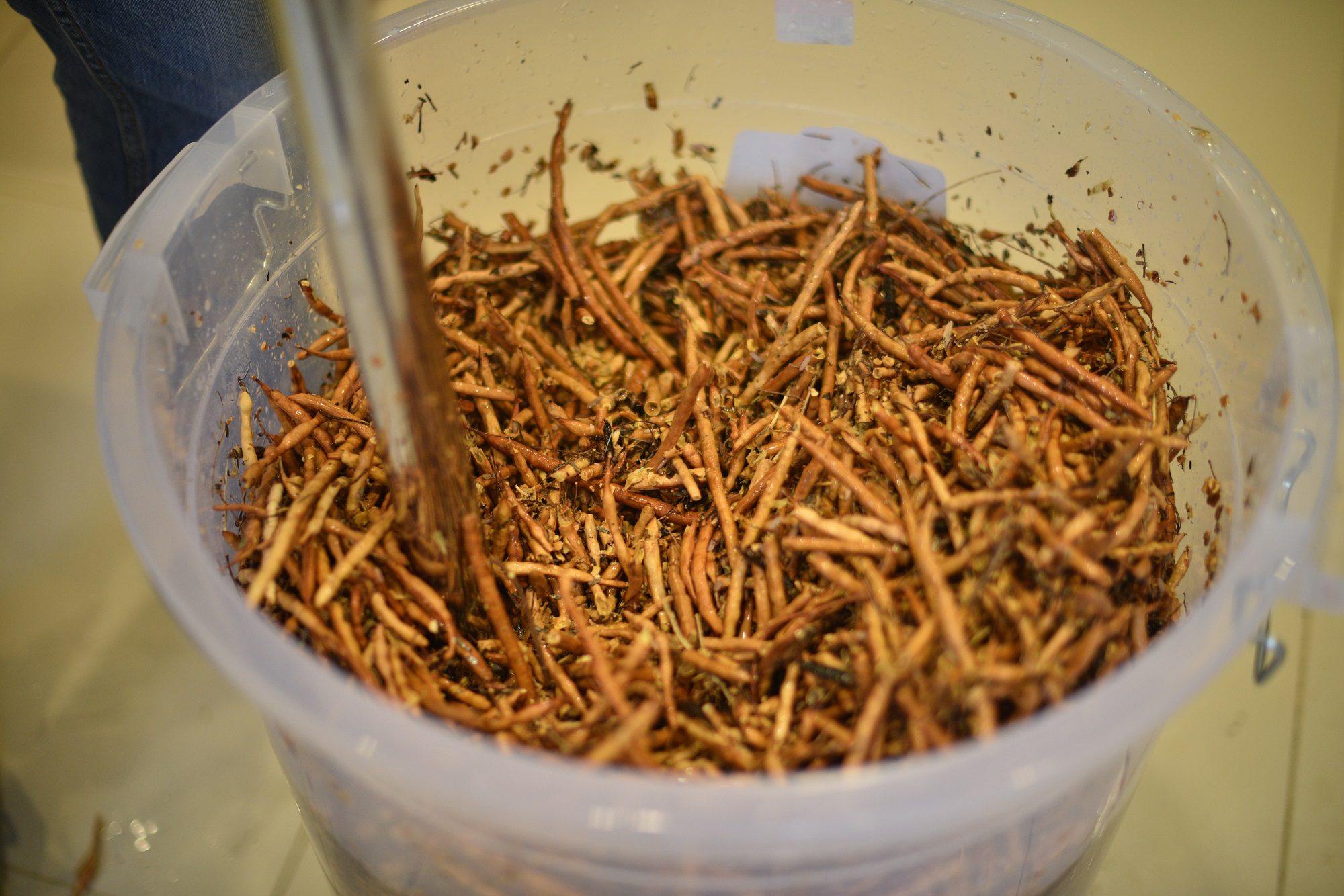 120,000 Ghaf seeds collected in Sharjah - Goumbook