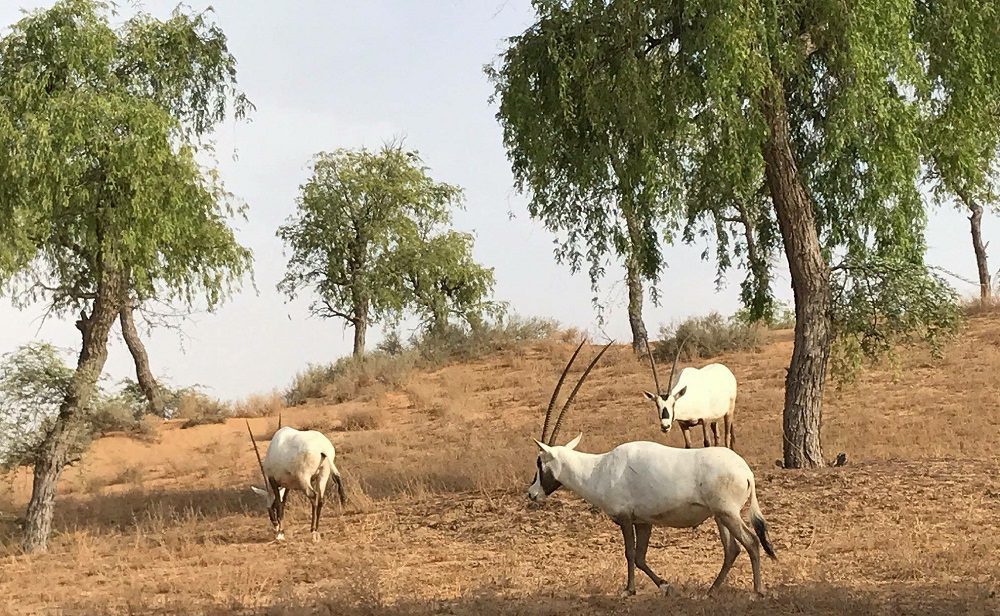 Meet the Ghaf - Goumbook
