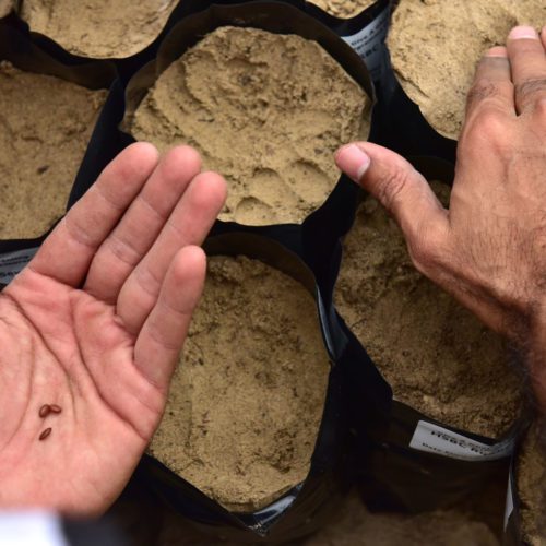 Give A Ghaf: Company Tree Planting Programs | Goumbook