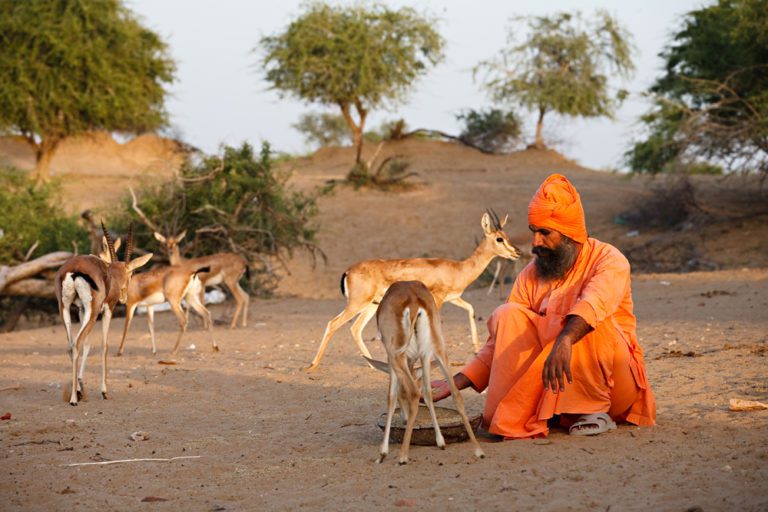 Meet the Ghaf Huggers: the Bishnoi community - Goumbook