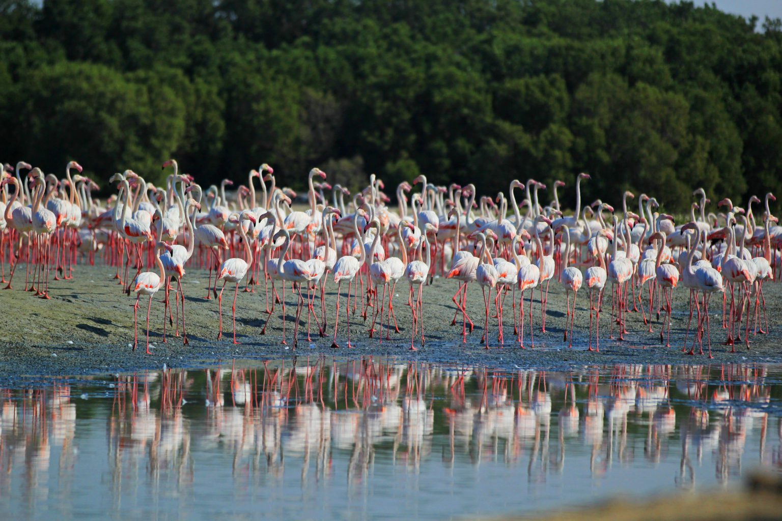 The UAE's restored wetlands - Goumbook