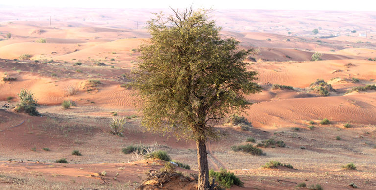 Ghaf tree at the heart of UAE biodiversity - Goumbook