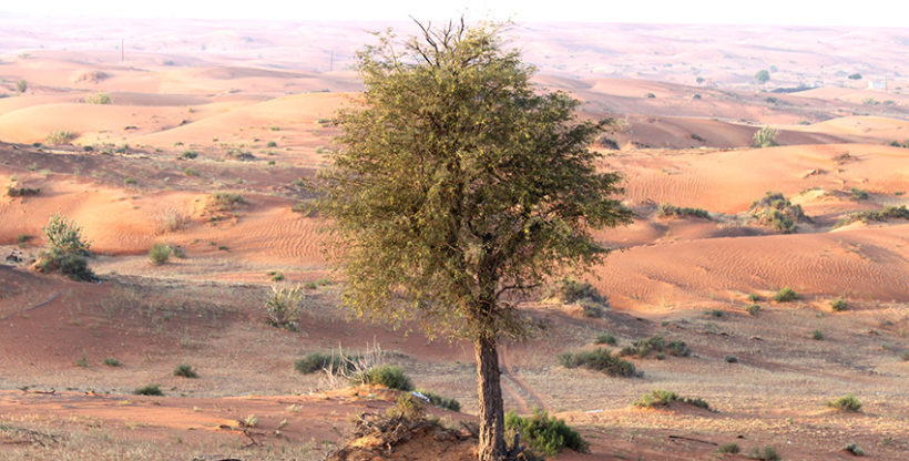 Ghaf tree at the heart of UAE biodiversity - Goumbook