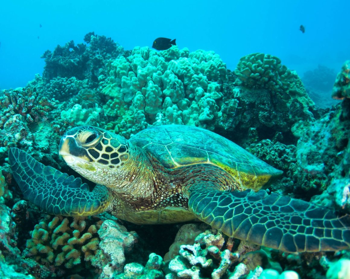 Majestic sea turtles, prehistoric beings threatened by extinction ...