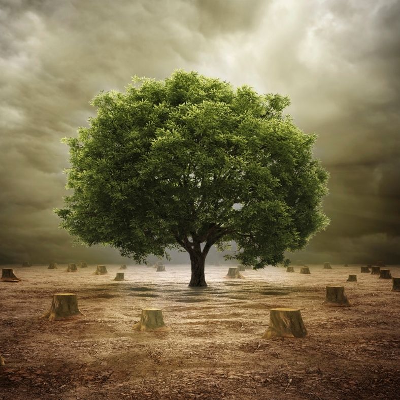 World's Forest Organizations Call On Countries To Halt Deforestation