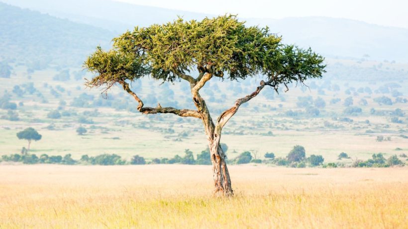 Africa’s ‘Great Green Wall’ initiative, a massive tree-planting ...